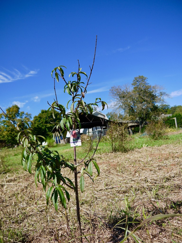 An Orchard | To Sow A Seed